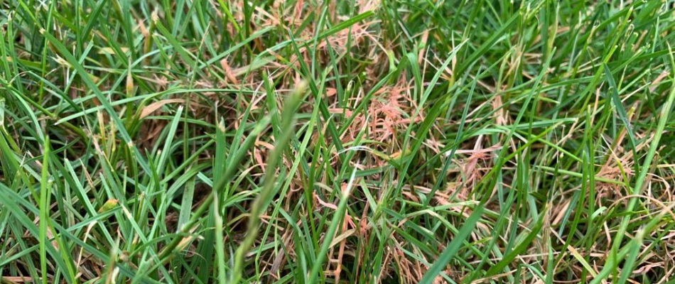 4 Lawn Diseases to Watch Out for in Michigan | Big Lakes Lawncare
