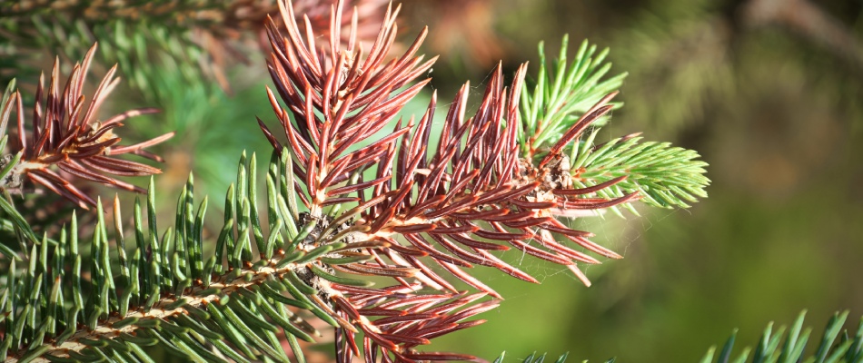 Is Your Spruce Tree Suffering From Needle Cast Disease? | Big Lakes ...